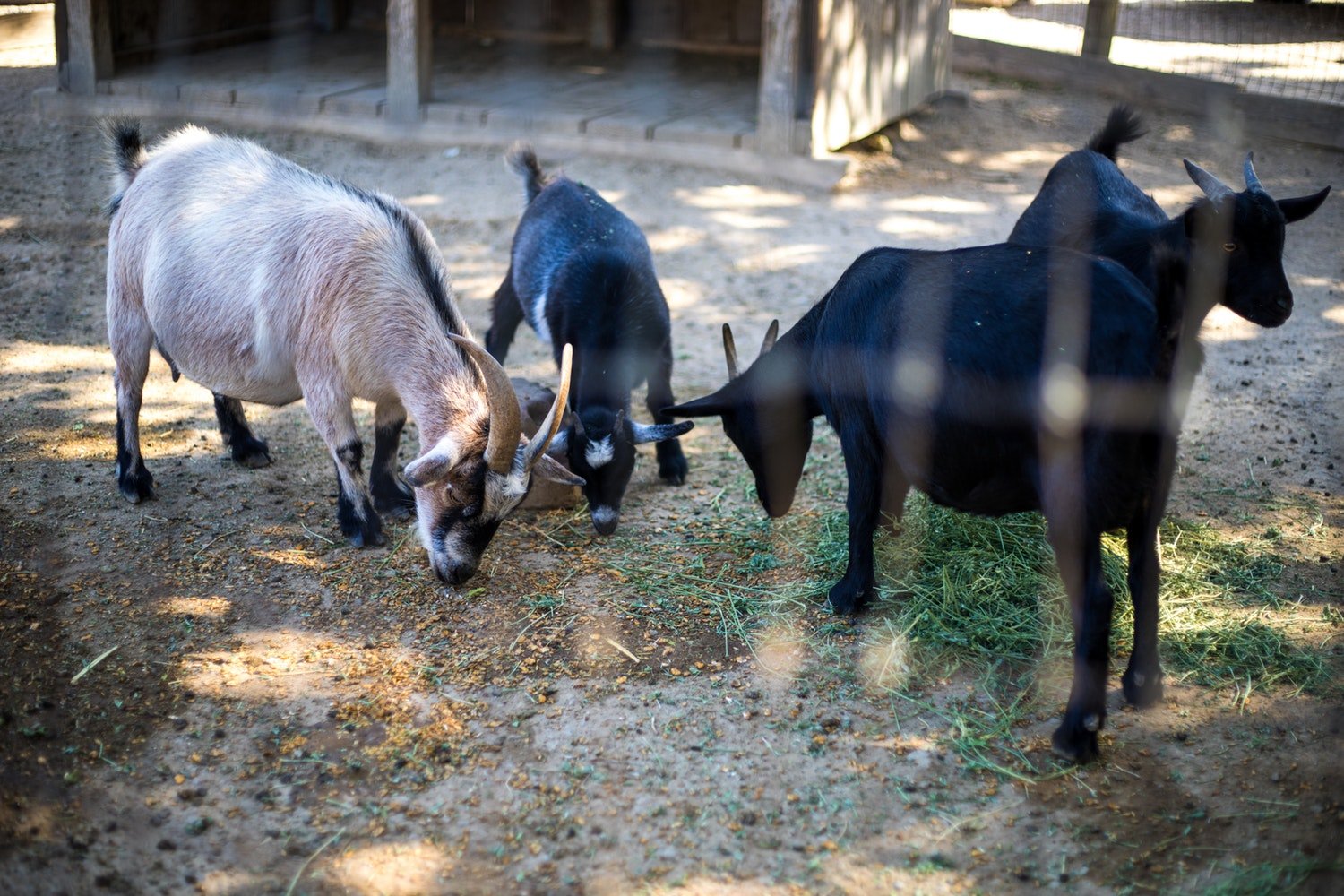 Malawi: Goats for Needy Families - Action International Ministries